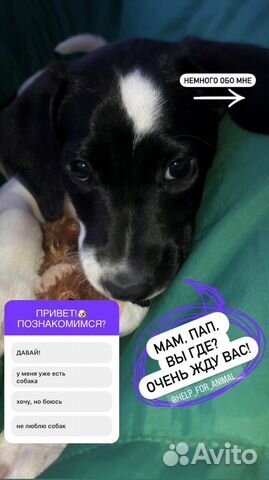 Щенок курцхаара и поинтера в дар