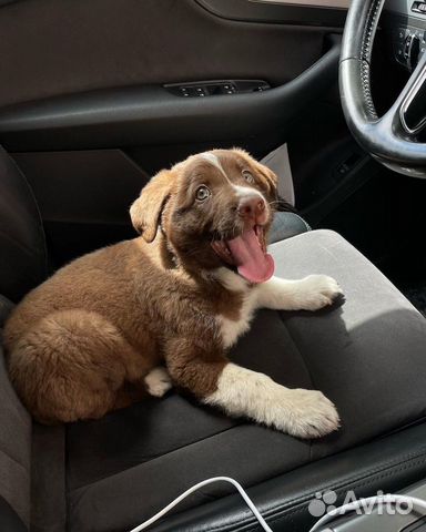 Ласковый и активный щенок в добрые руки