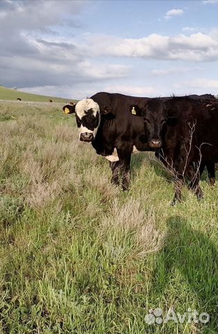 Бык Абердин Ангус