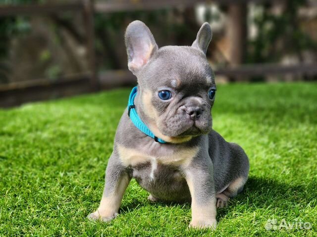 Мальчик французик