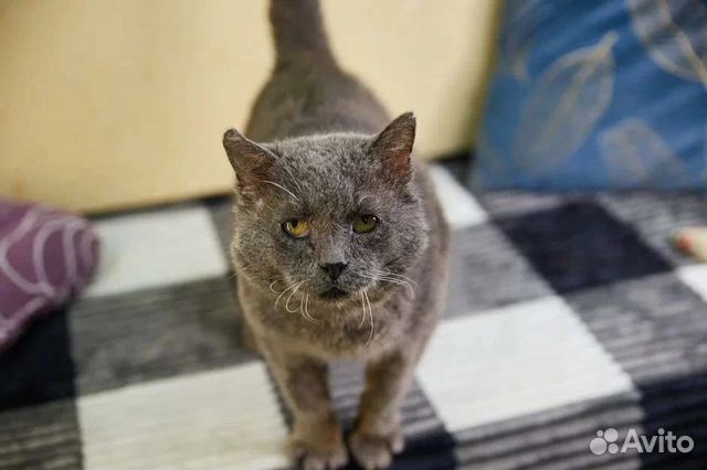 В любящие руки кот Бим