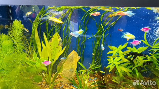 Рыбки тернеции, данио