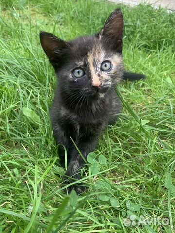 Котенок девочка в добрые руки