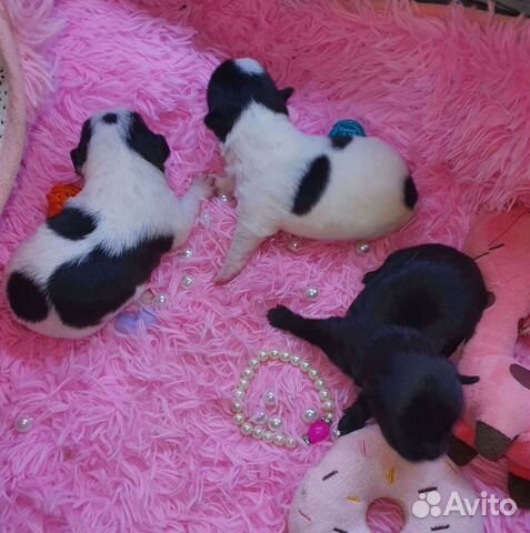 Малышики минюшечки,чихуахуа малыши