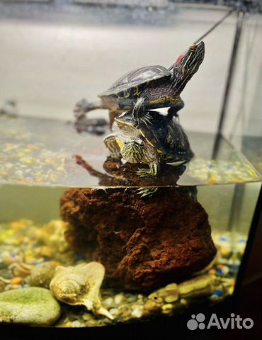 2 красноухие черепахи С аквариумом