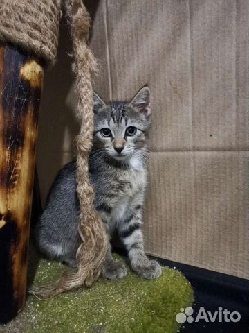 Котенок мальчик 3 мес в добрые руки