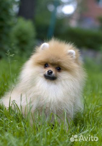Мальчик померан