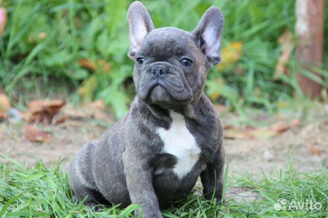 Крепыш Ромео