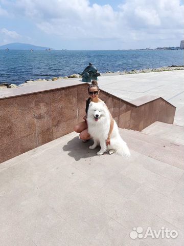 Самоедская собака для вязки