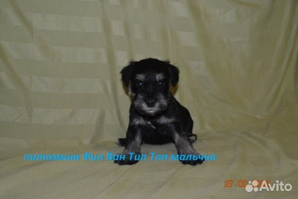 Щенок цвергшнауцера синий ошейник