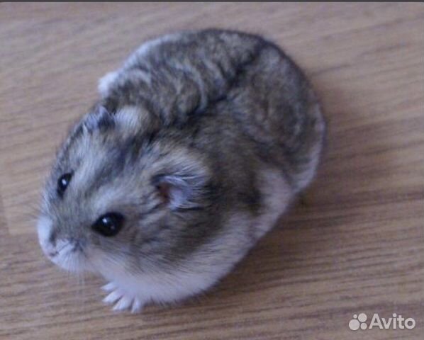 Джунгарский хомяк