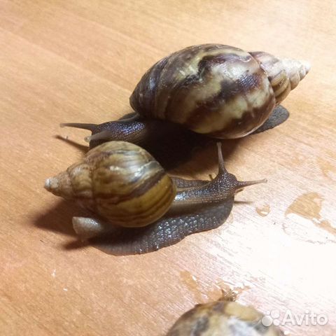 Улитки ахатины фулико