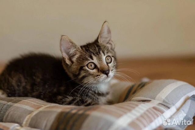 Котенок мальчик 2 мес в добрые руки