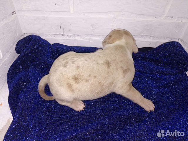 Мерле булли