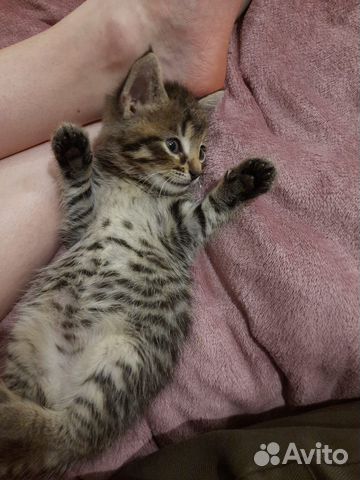 Котенок мальчик 1.5 месяца