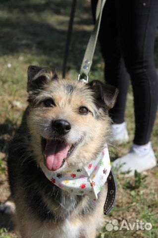 Добрый пёс все ещё верит в людей