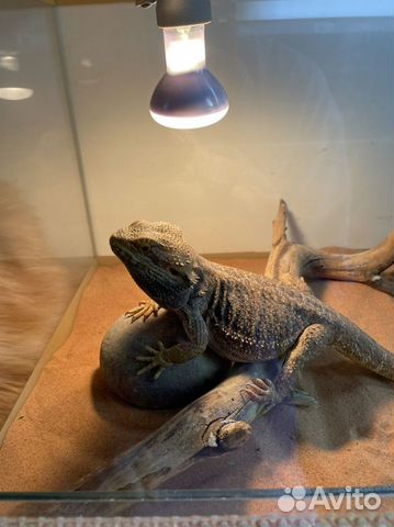 Бородатая агама мальчик 3 года