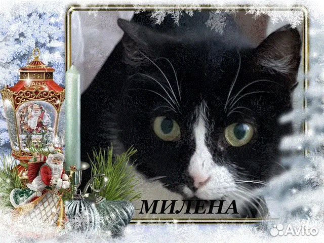 Несчастной кошечке Милене нужна передержка или дом
