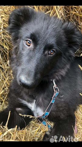 Щенок в добрые руки