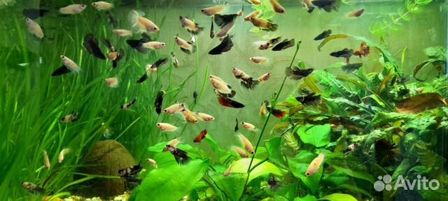 Рыбка петушок