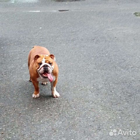 Английский бульдог в добрые руки