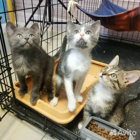 Котята в добрые руки