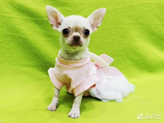 Эксклюзивная супермини принцесса Чихуахуа