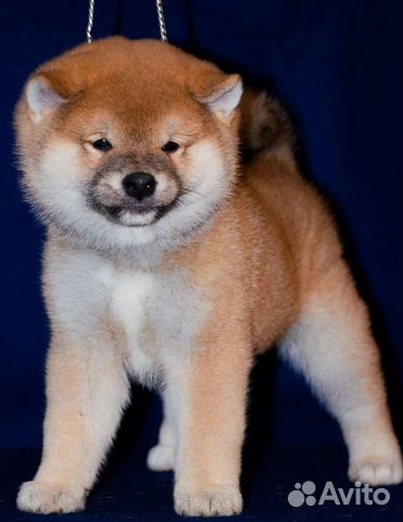 Сиба ину Только до 25декабря