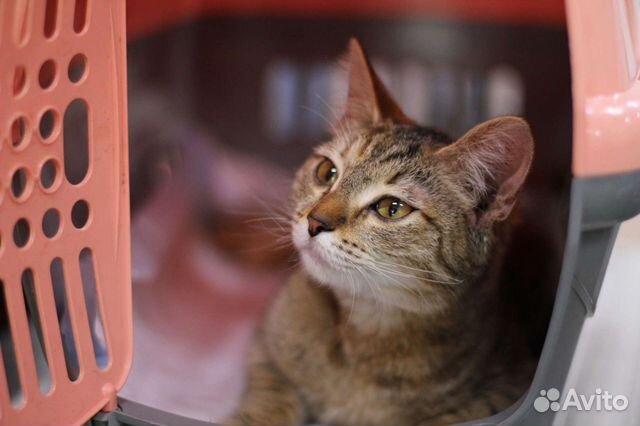 Кошка подросток Любаша