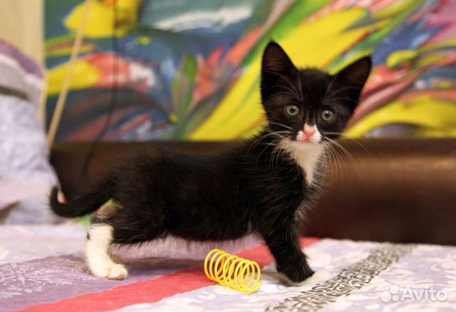 Счастье ищет дом