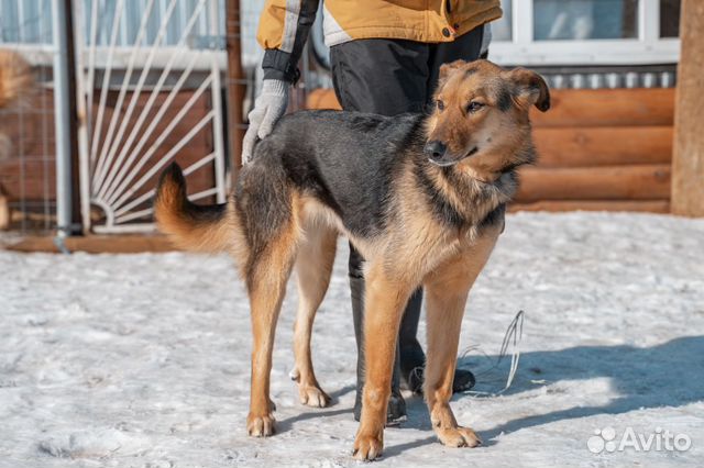 Донечка - собака добрым и ответственным хозяевам