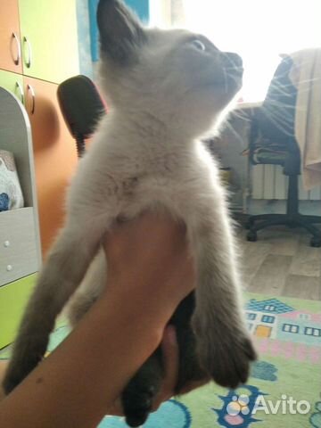 Котёнок сиамский