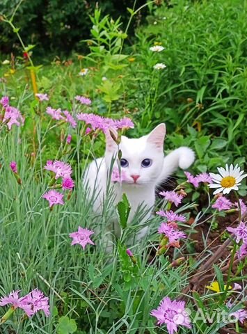 Ищем жениха