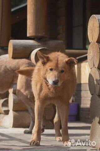 Большой добрый медвежонок Рыжик. Лесной приют