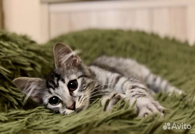 Европейский котенок