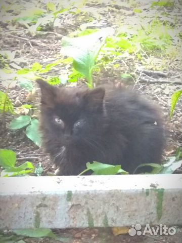Котята в добрые руки бесплатно