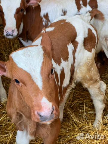 Телята доставка