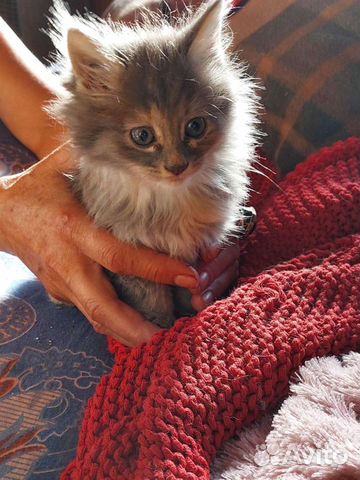Серенький месячный котенок в дар