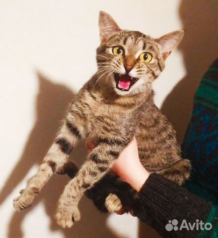 Кошка Чебурашка