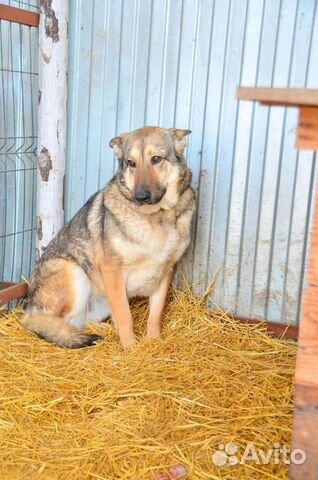 Милка. Собака хранительница дома в добрые руки