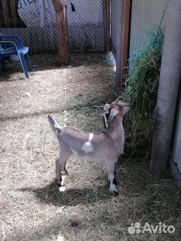 Коза чешская