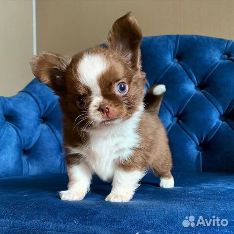 Брабус в шоколаде. Чихуахуа