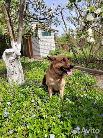 Собака в добрые руки