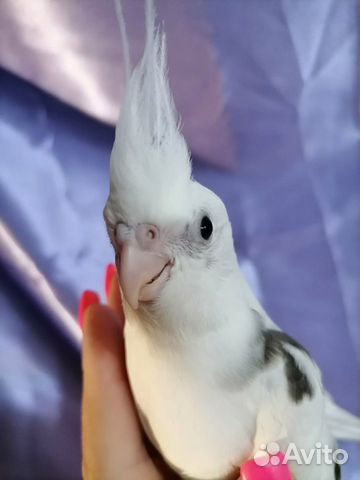 Корелла попугай безщекий птенец