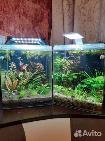 Кубики денерли