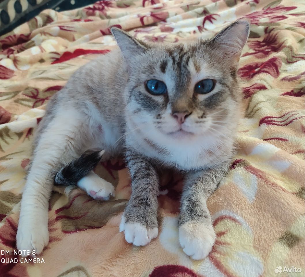 Кошка Симочка в добрые руки