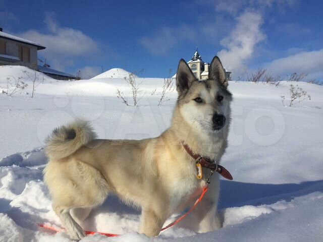 Красотка Алиса в добрые руки