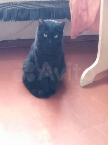 Кот и кошка