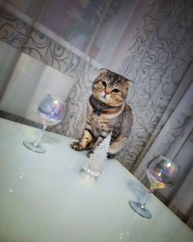 Шотландский кот вязка