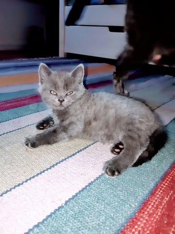 Британские котята